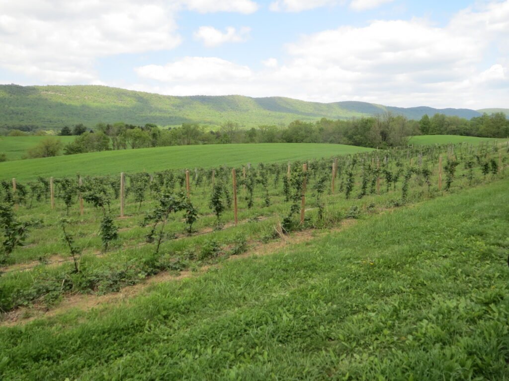 Ode to the Blackberry Patch - The Winery at the Long Shot Farm