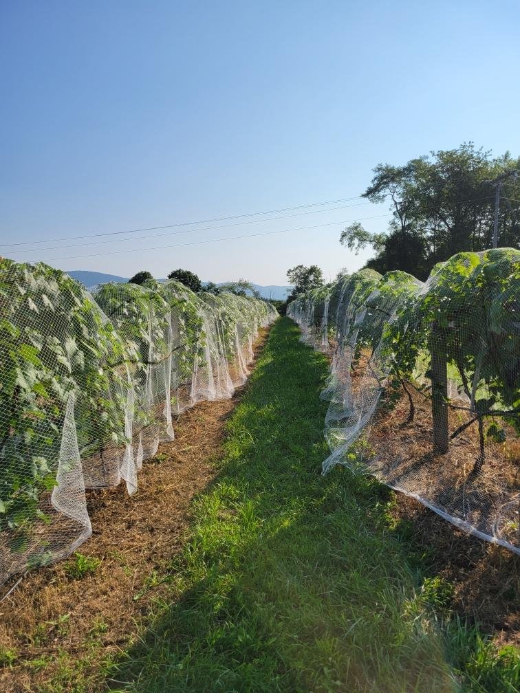 Bird Netting - The Winery at the Long Shot Farm